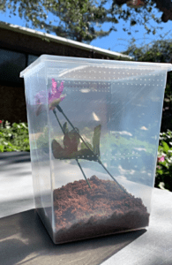 Mantis Habitat Kit - Bugs In Cyberspace