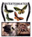 Invertebrates Magazine Subscription - Bugs In Cyberspace