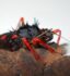 Horrid King Assassin Bug - Bugs In Cyberspace