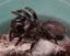 Abbot Purseweb Spider - Bugs In Cyberspace