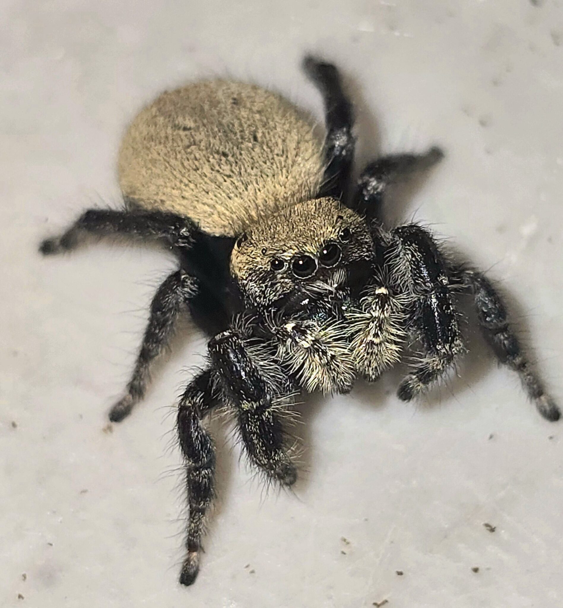 Apache Jumping Spider Captive Bred Spiderling - Bugs In Cyberspace