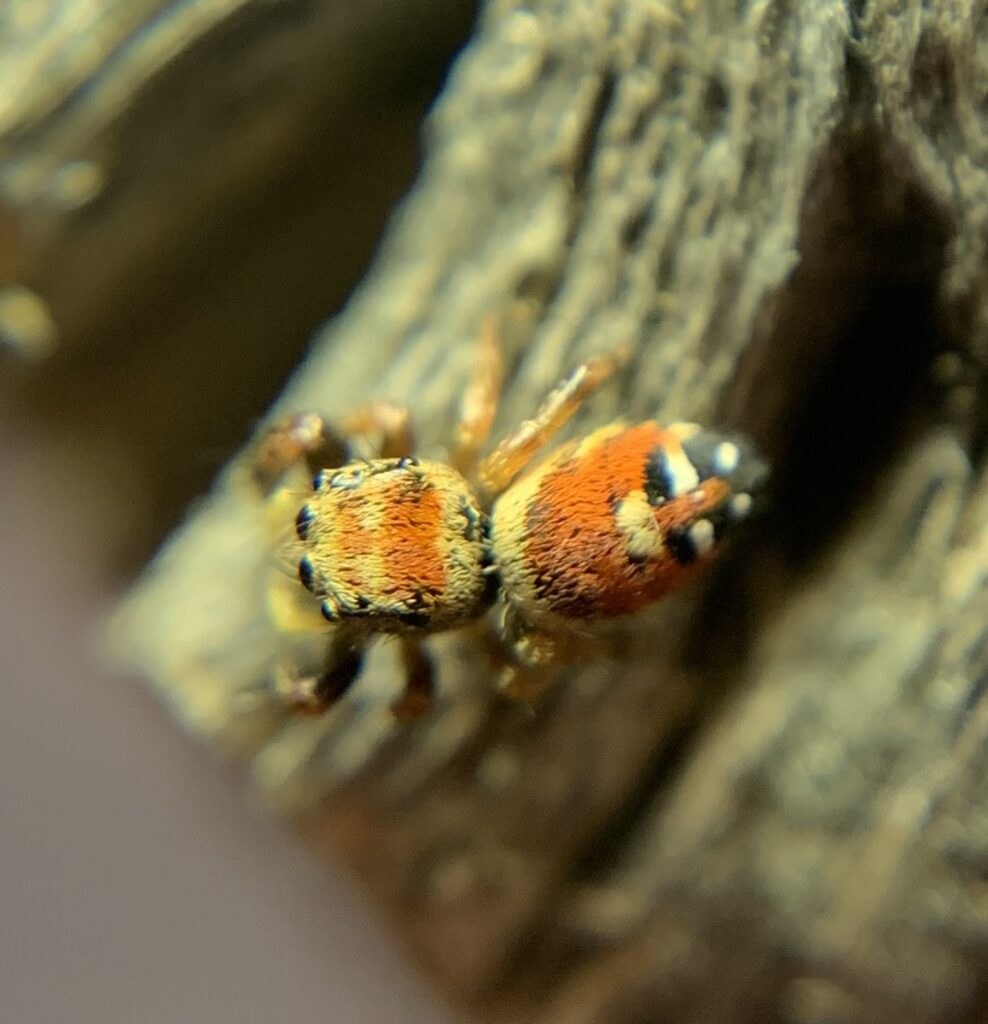 Apache Jumping Spider Captive Bred Spiderling - Bugs In Cyberspace