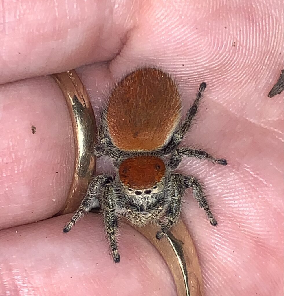 Apache Jumping Spider Captive Bred Spiderling - Bugs In Cyberspace