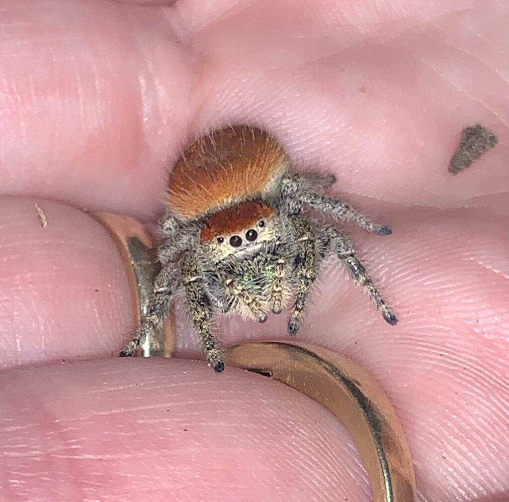 Apache Jumping Spider Captive Bred Spiderling - Bugs In Cyberspace