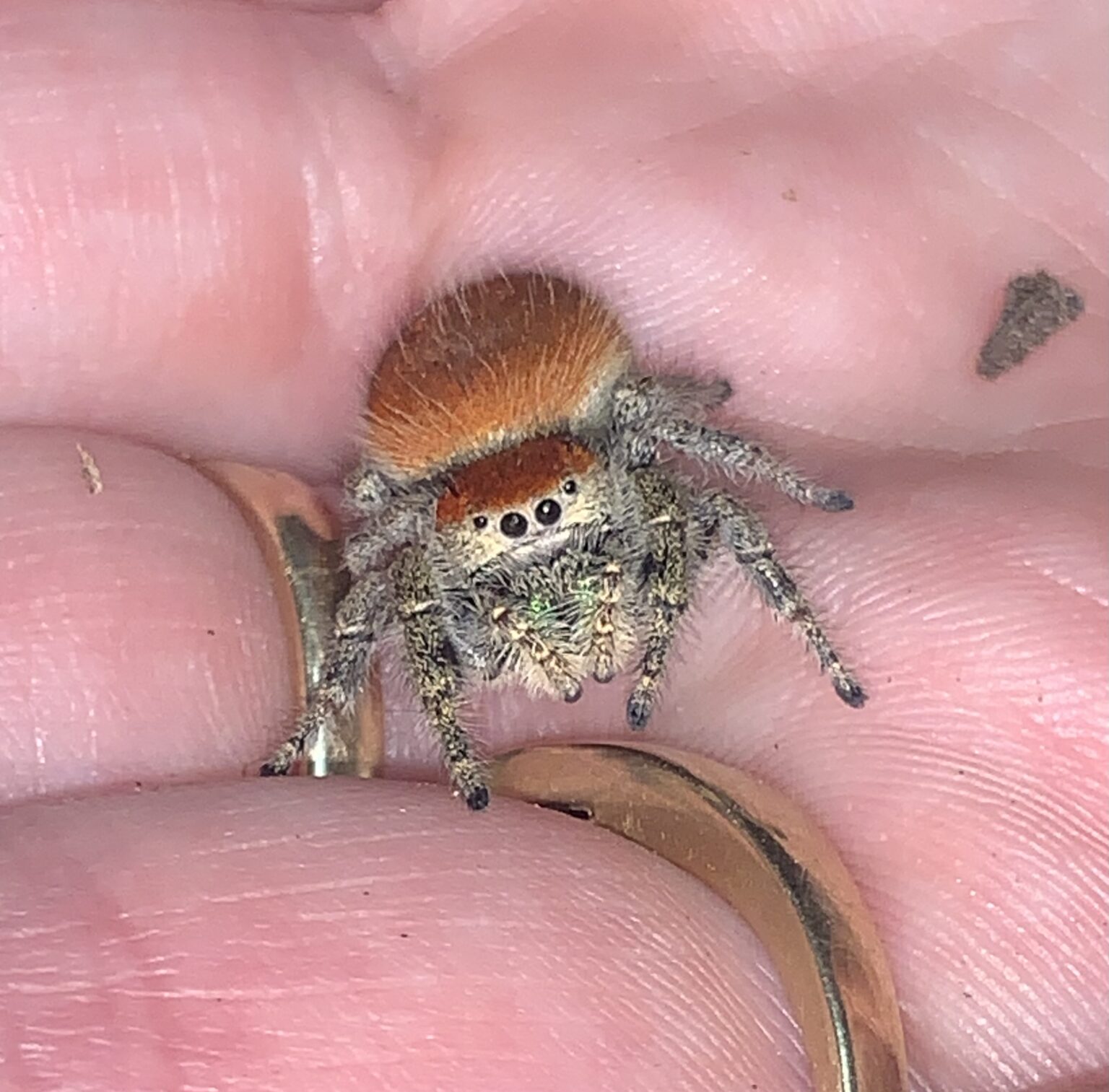 Apache Jumping Spider Captive Bred Spiderling - Bugs In Cyberspace