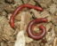 Scarlet Millipede Trigoniulus corallinus - Bugs In Cyberspace