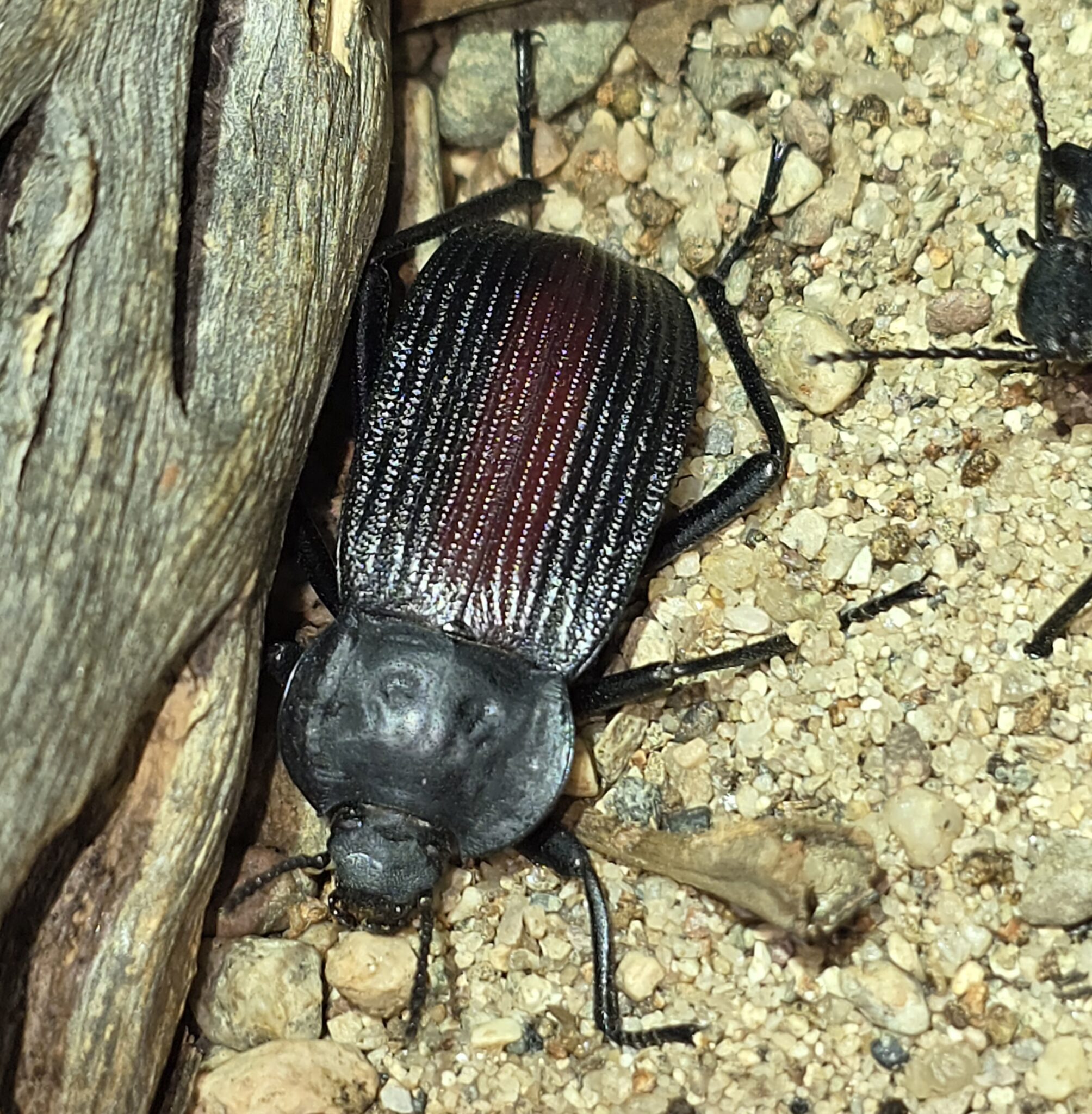 Larva Eleodes suturalis - Bugs In Cyberspace