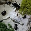 Home - Pet Insects Live Delivery - Bugs In Cyberspace