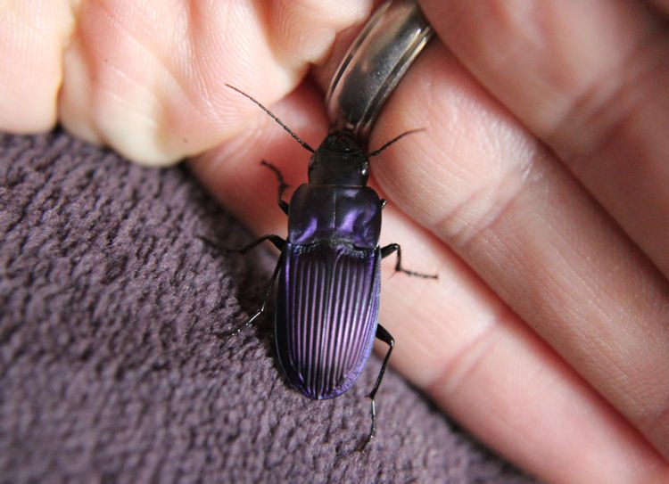 Dicaelus - Bugs In Cyberspace