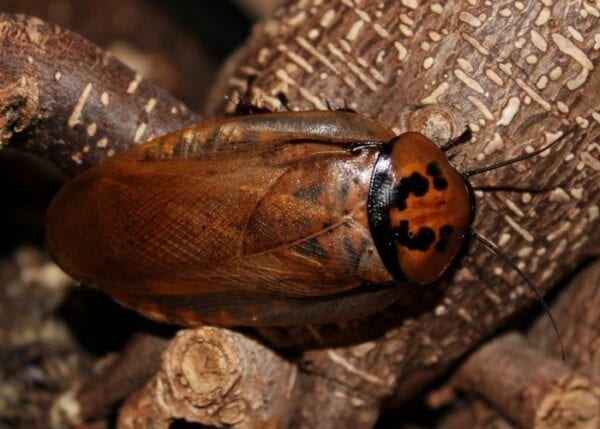 Six-spotted Cockroaches - Bugs In Cyberspace