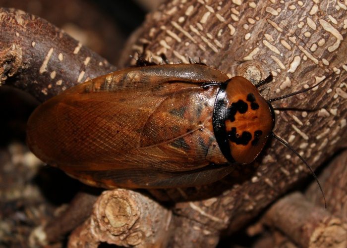 Six-spotted Cockroaches - Bugs In Cyberspace