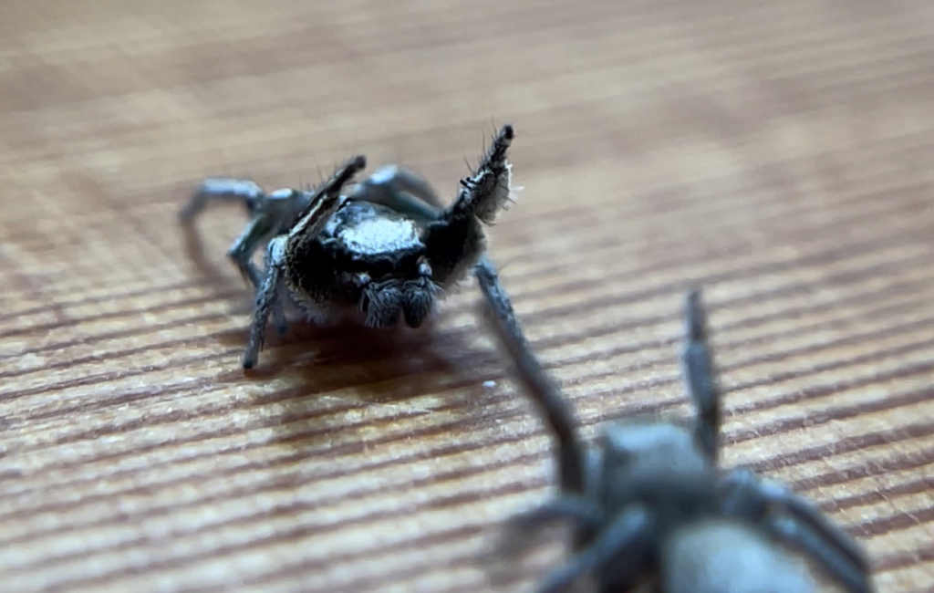 Habronattus klauseri - Bugs In Cyberspace
