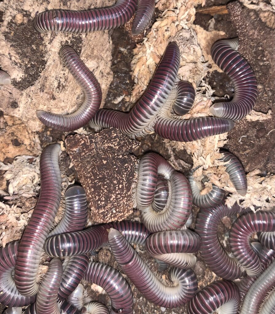 Purple Ivory Millipede - Bugs In Cyberspace