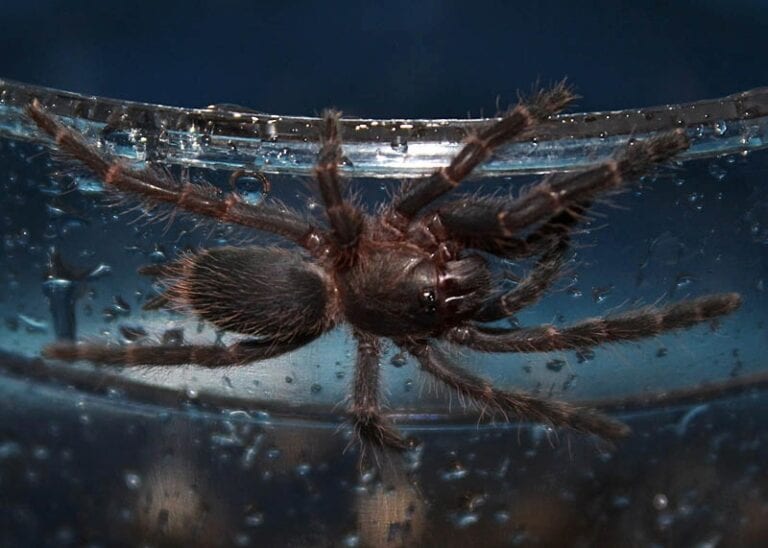 Orphnaecus sp. Blue Panay - Bugs In Cyberspace