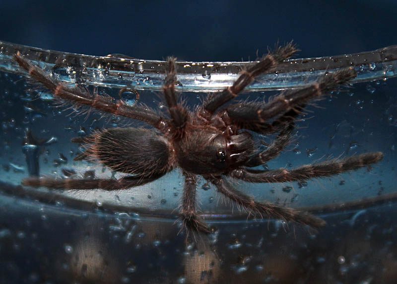 Orphnaecus sp. Blue Panay - Bugs In Cyberspace