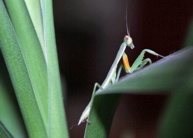 Garden Mantis - Bugs In Cyberspace