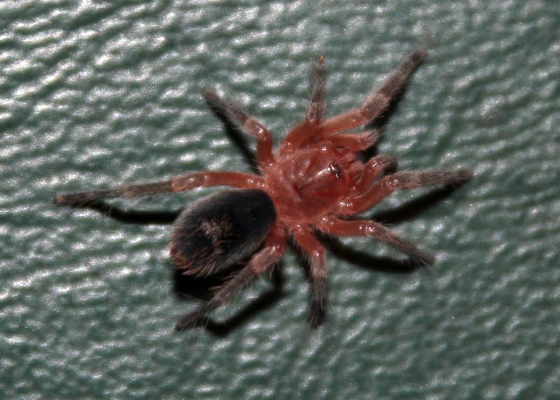 Chilean Copper - Bugs In Cyberspace