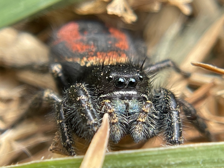 Phidippus johnsoni Female - Bugs In Cyberspace