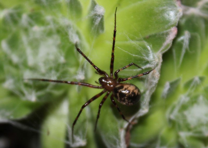 Pimoa Spider - Bugs In Cyberspace