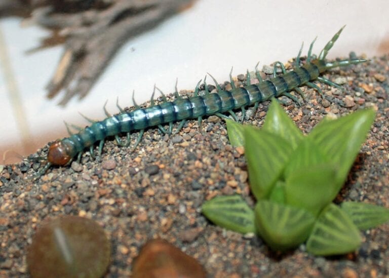 Scolopendra polymorpha Blue Tiger - Bugs In Cyberspace