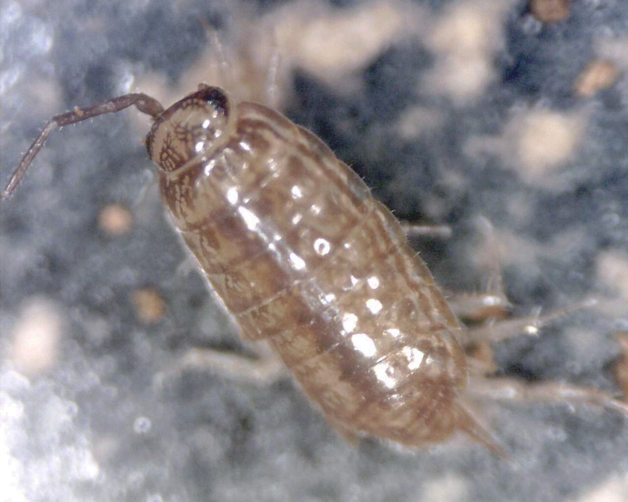 Dwarf Fast Isopods - Bugs In Cyberspace