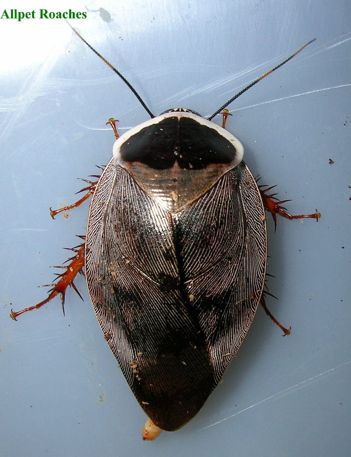 Gyna bisannulata Patchwork Roach - Bugs In Cyberspace