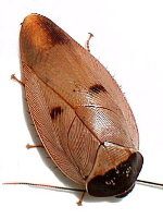 Gyna capucina Pink Cockroach - Bugs In Cyberspace