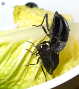 Pie Dish Beetles Embaphion - Bugs In Cyberspace