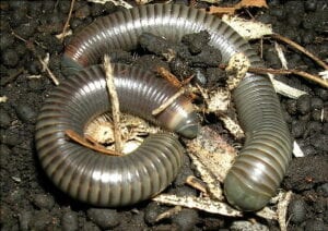Philippine Giant Blue Millipede - Bugs In Cyberspace