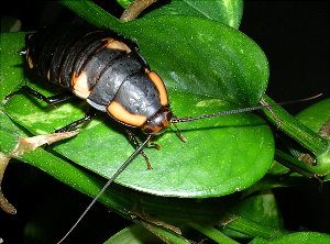 Ornate Velvet Roach - Bugs In Cyberspace