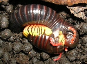 Flameleg Millipede - Bugs In Cyberspace
