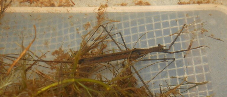 Ranatra Water Scorpion - Bugs In Cyberspace
