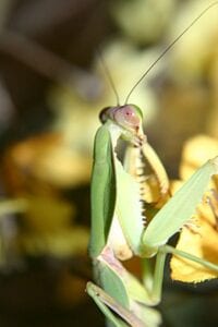 Timor Shield Mantis - Bugs In Cyberspace