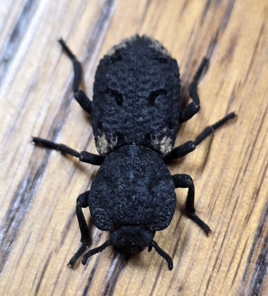 Hellburnt Diabolical Ironclad Beetle - Bugs In Cyberspace