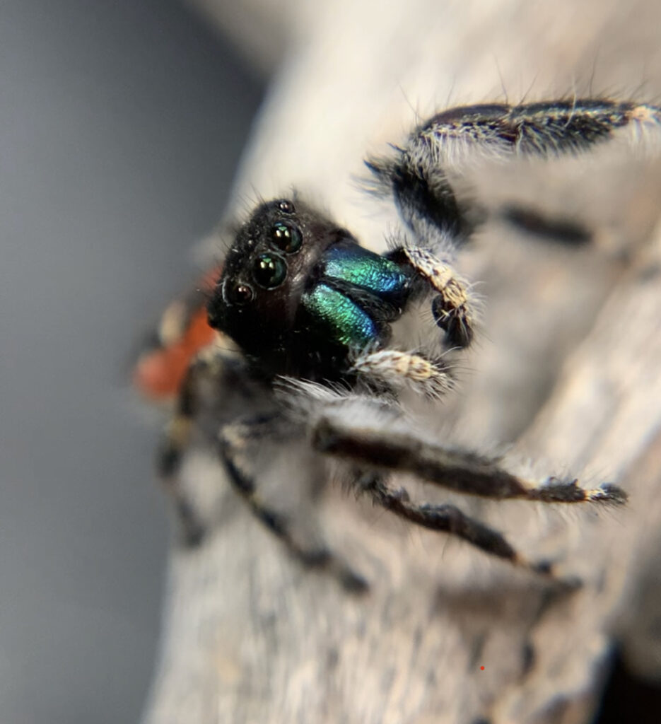 Phidippus carneus Captive Bred Spiderling - Bugs In Cyberspace