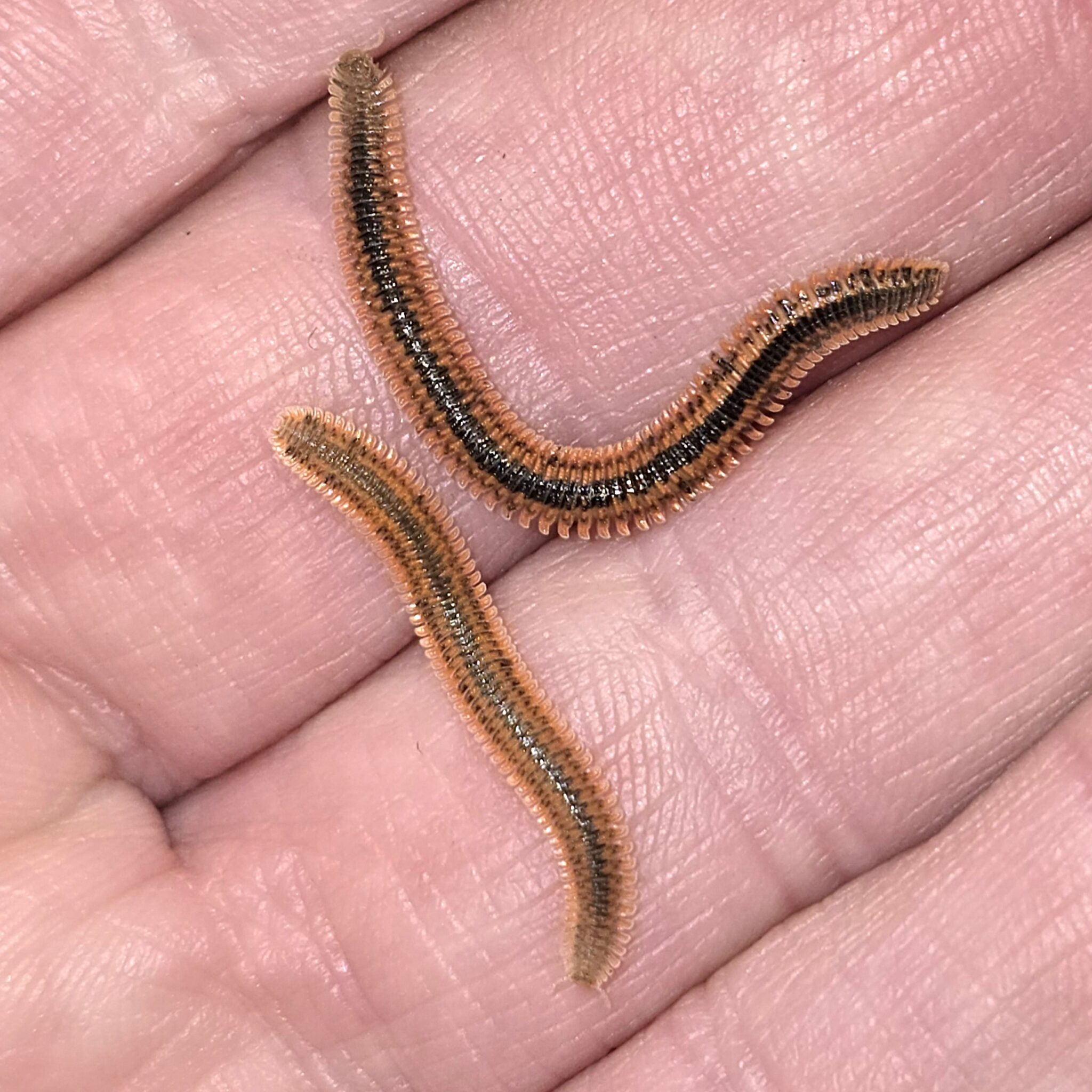 Buy Pet Millipedes - Bugs In Cyberspace