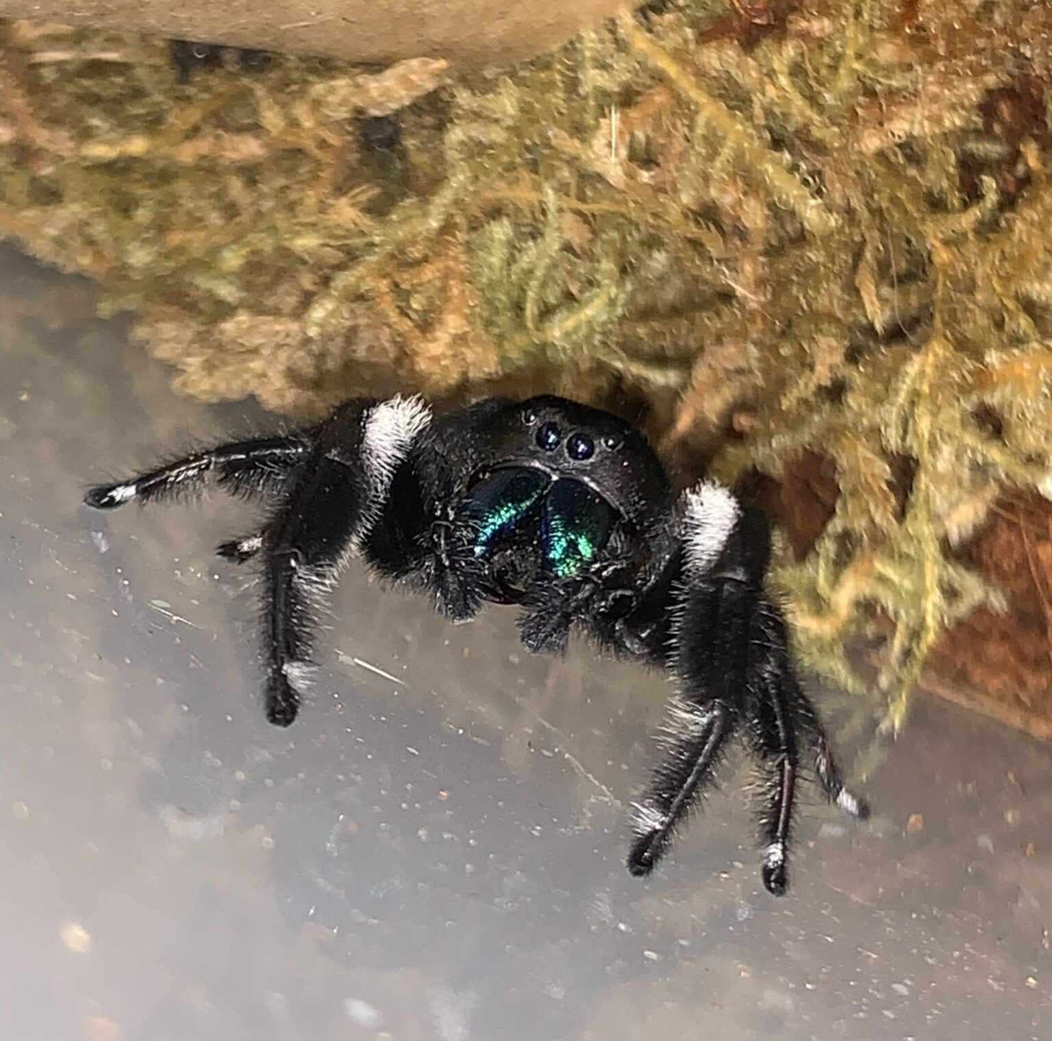 Male Phidippus regius Juvenile - Bugs In Cyberspace
