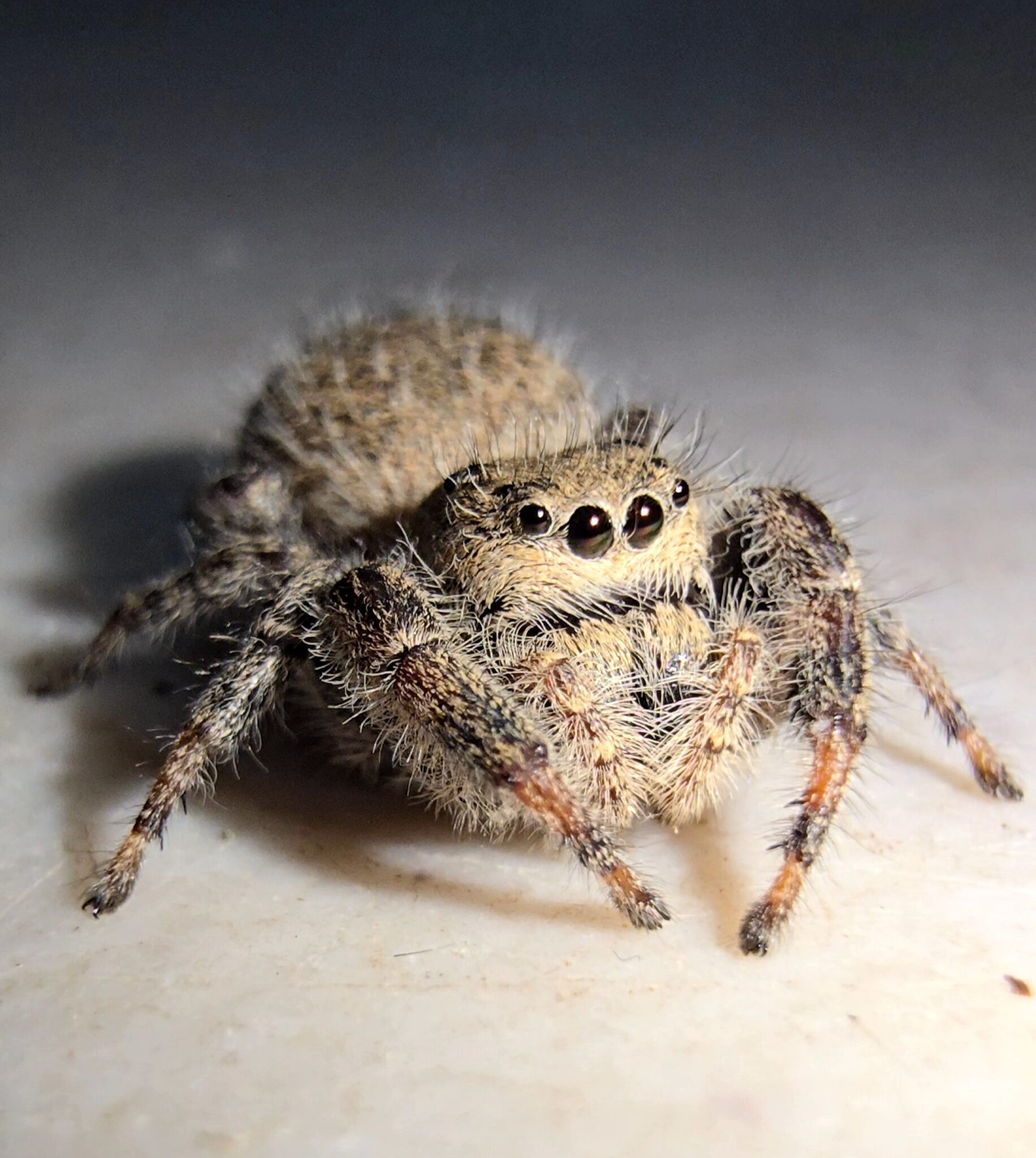 Phidippus octopunctatus Teddy Bear Spiderling - Bugs In Cyberspace