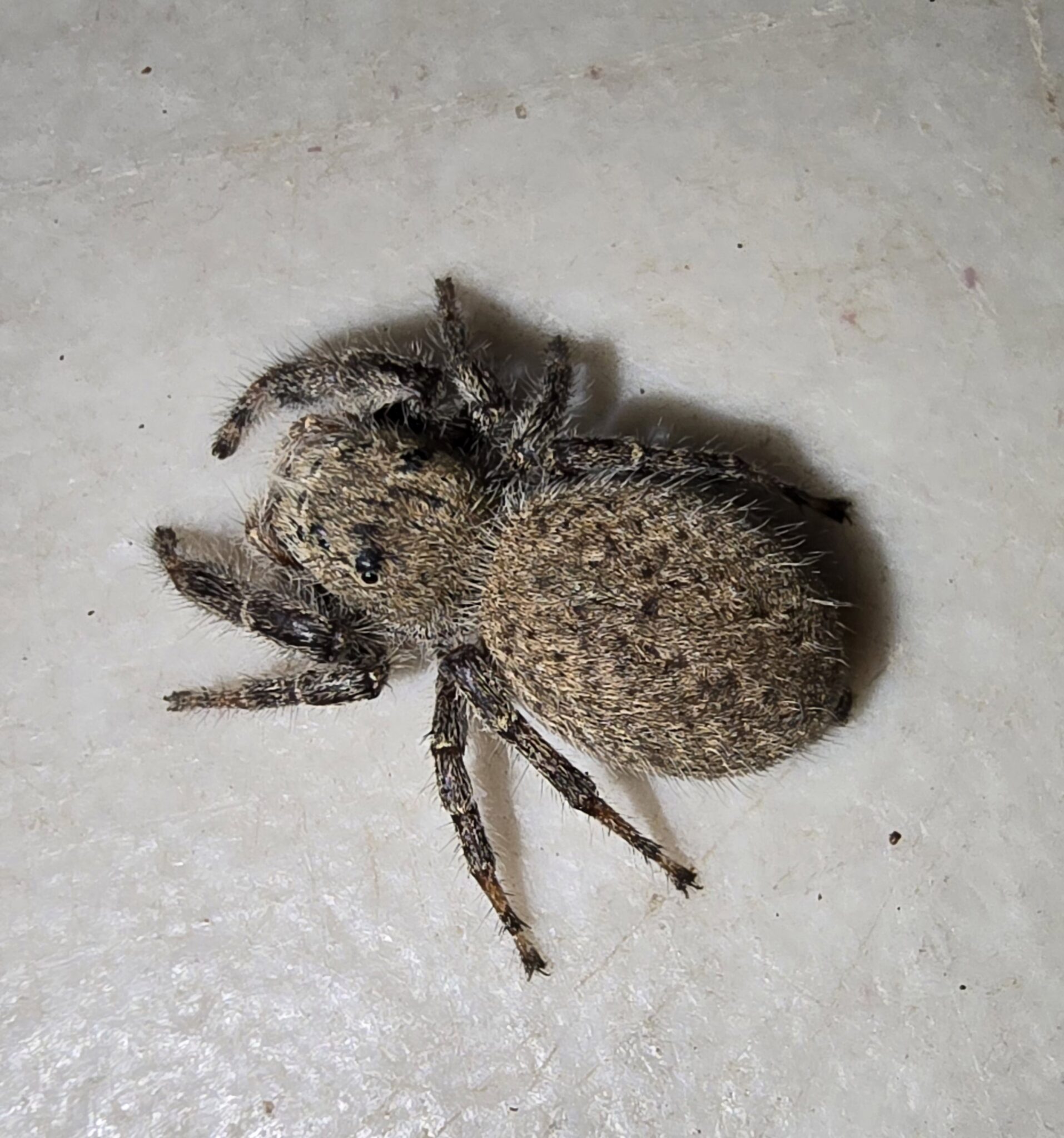 Phidippus octopunctatus Teddy Bear Spiderling - Bugs In Cyberspace