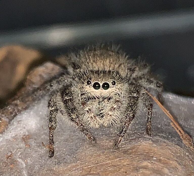 Phidippus octopunctatus Captive Bred Spiderling - Bugs In Cyberspace