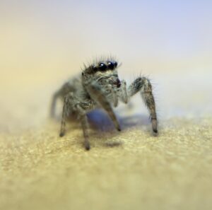 Phidippus octopunctatus Teddy Bear Spiderling - Bugs In Cyberspace