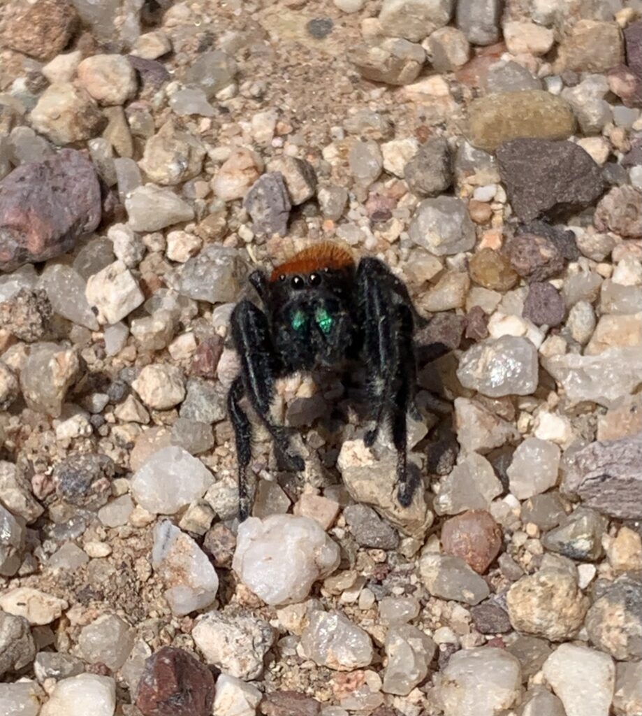 Male Apache Jumping Spider - Bugs In Cyberspace