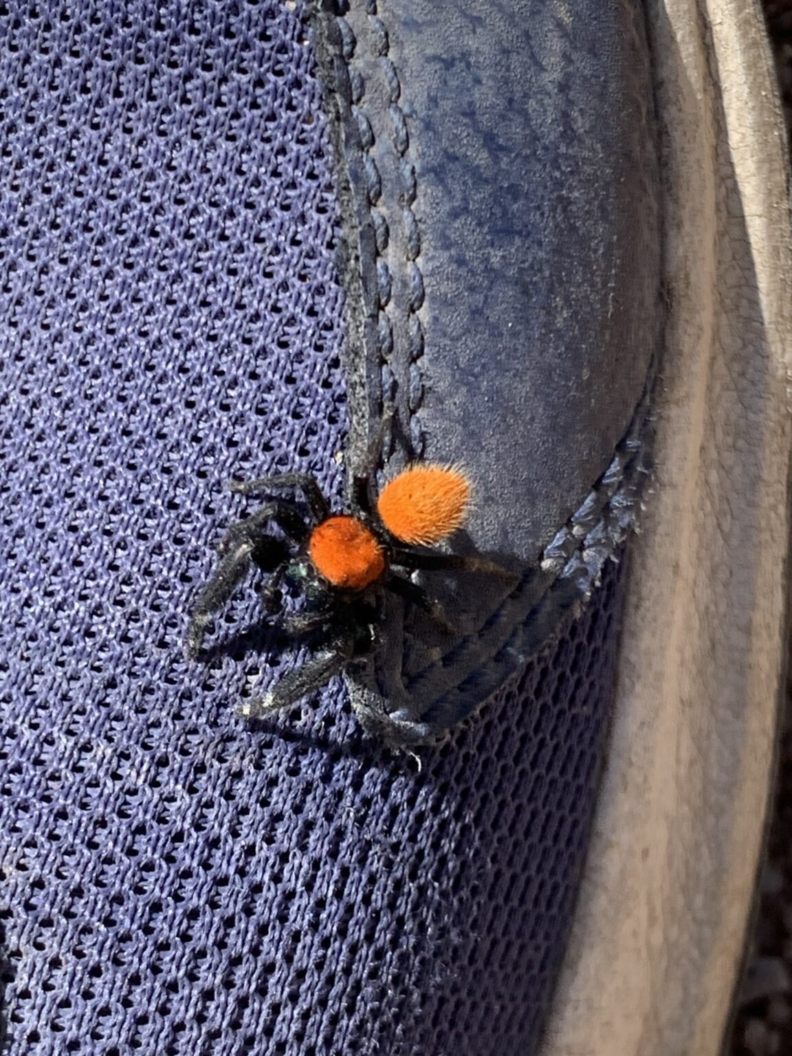 Male Apache Jumping Spider - Bugs In Cyberspace
