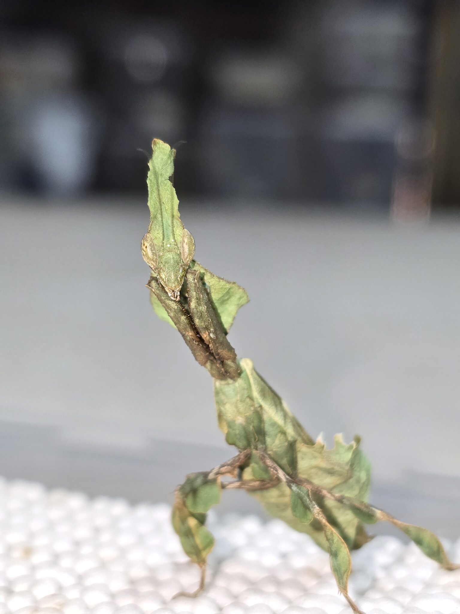 Greenish Ghost Mantis Female - Bugs In Cyberspace