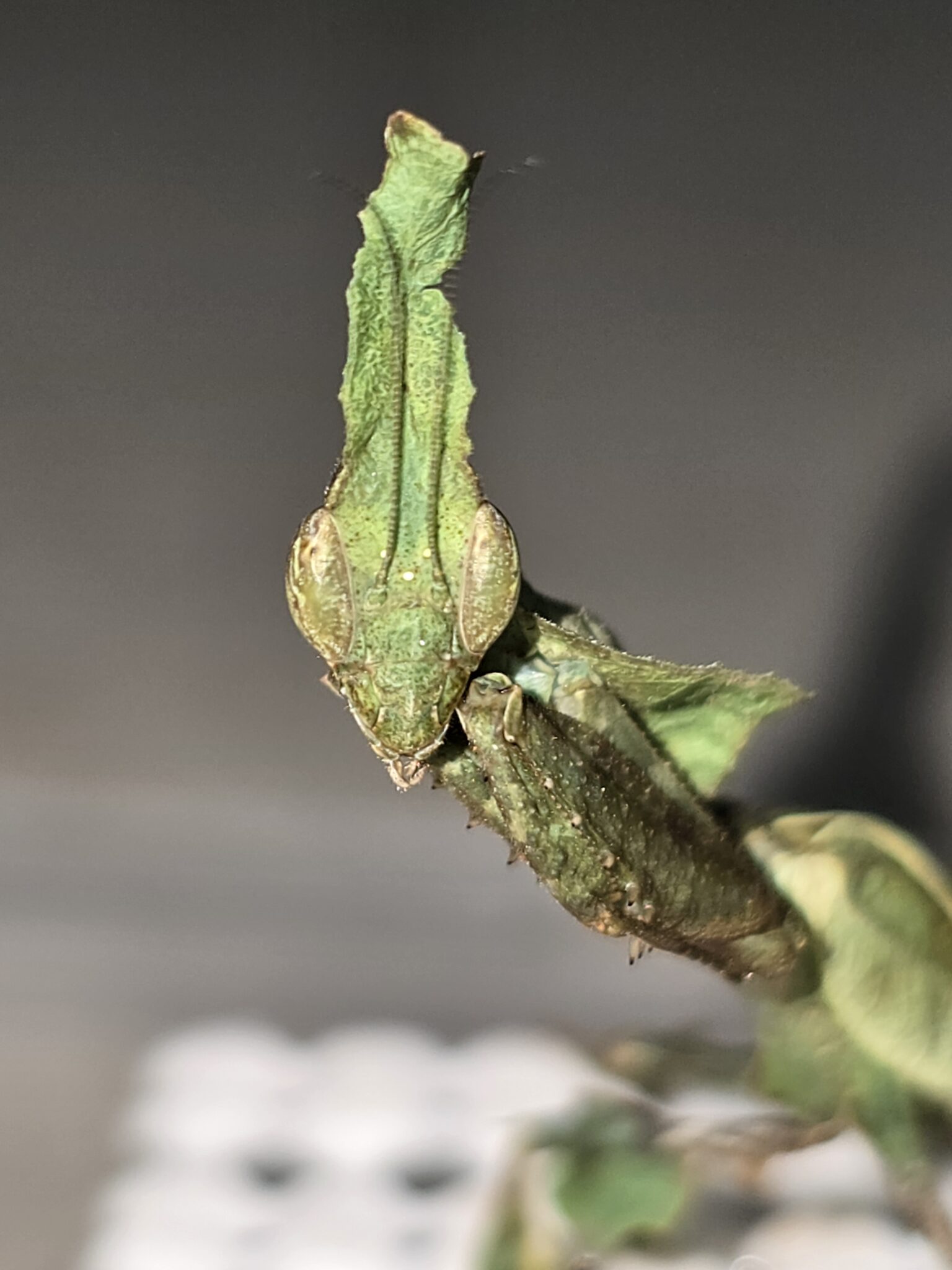 Ghost Mantis Phyllocrania paradoxa - Bugs In Cyberspace