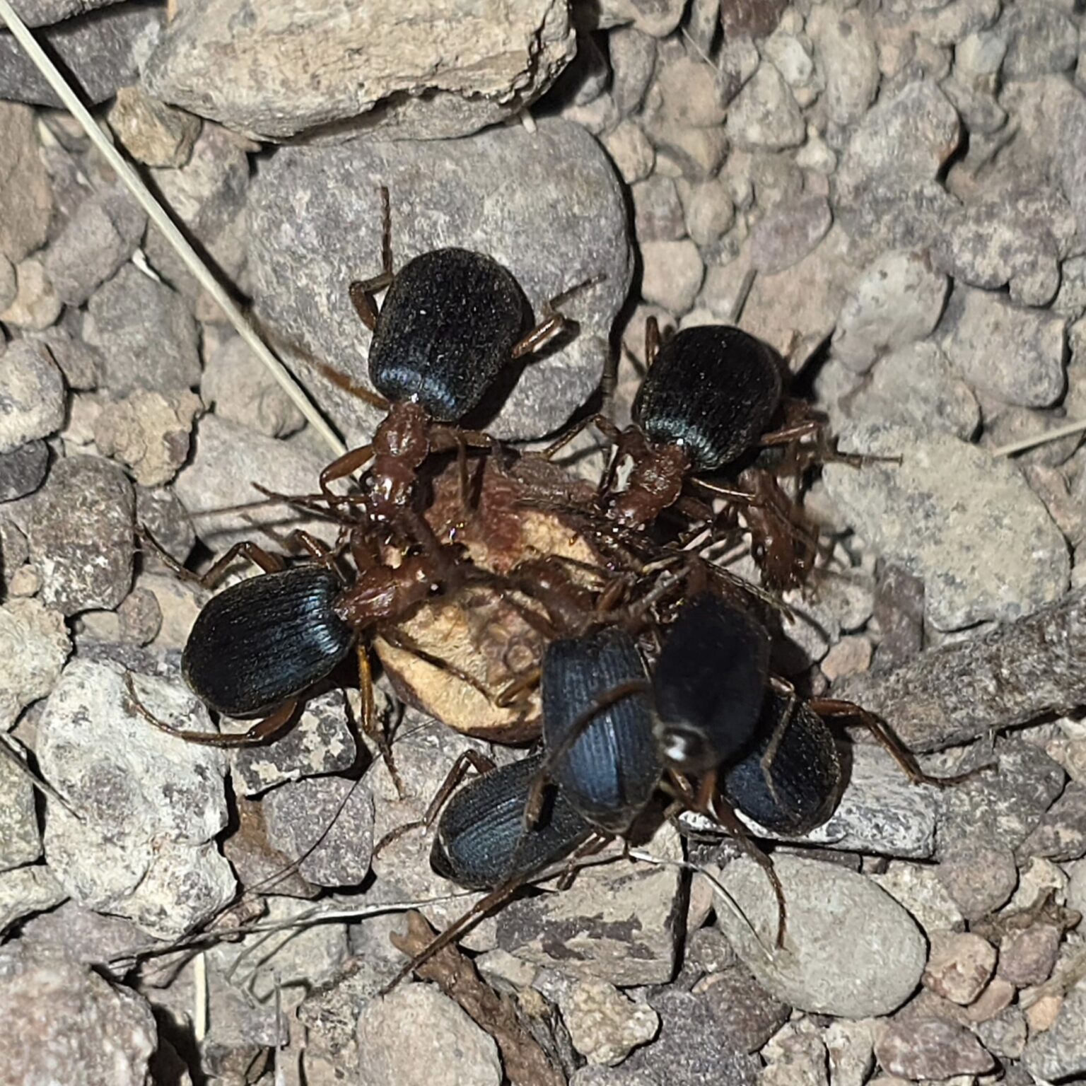 Bombardier Beetles 5 Pack - Bugs In Cyberspace