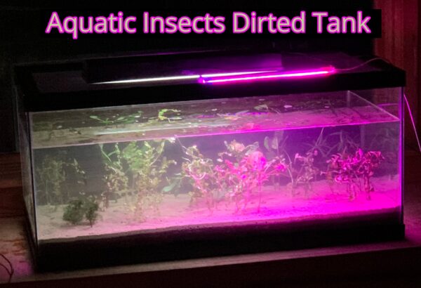 Home - Pet Insects Live Delivery - Bugs In Cyberspace