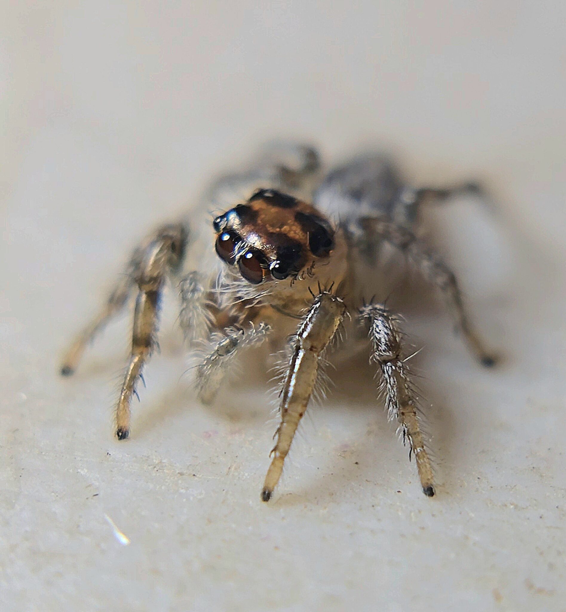 Colonus Jumping Spider - Bugs In Cyberspace