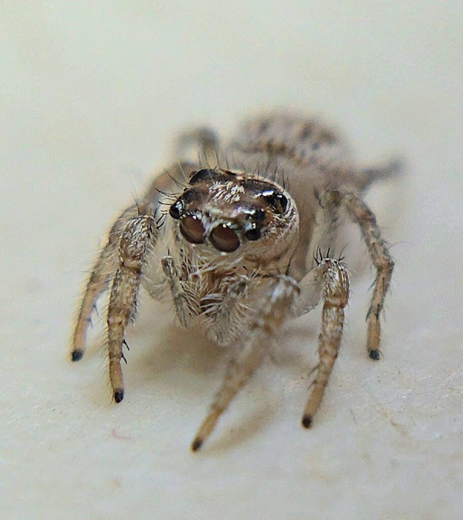 Colonus Jumping Spider - Bugs In Cyberspace