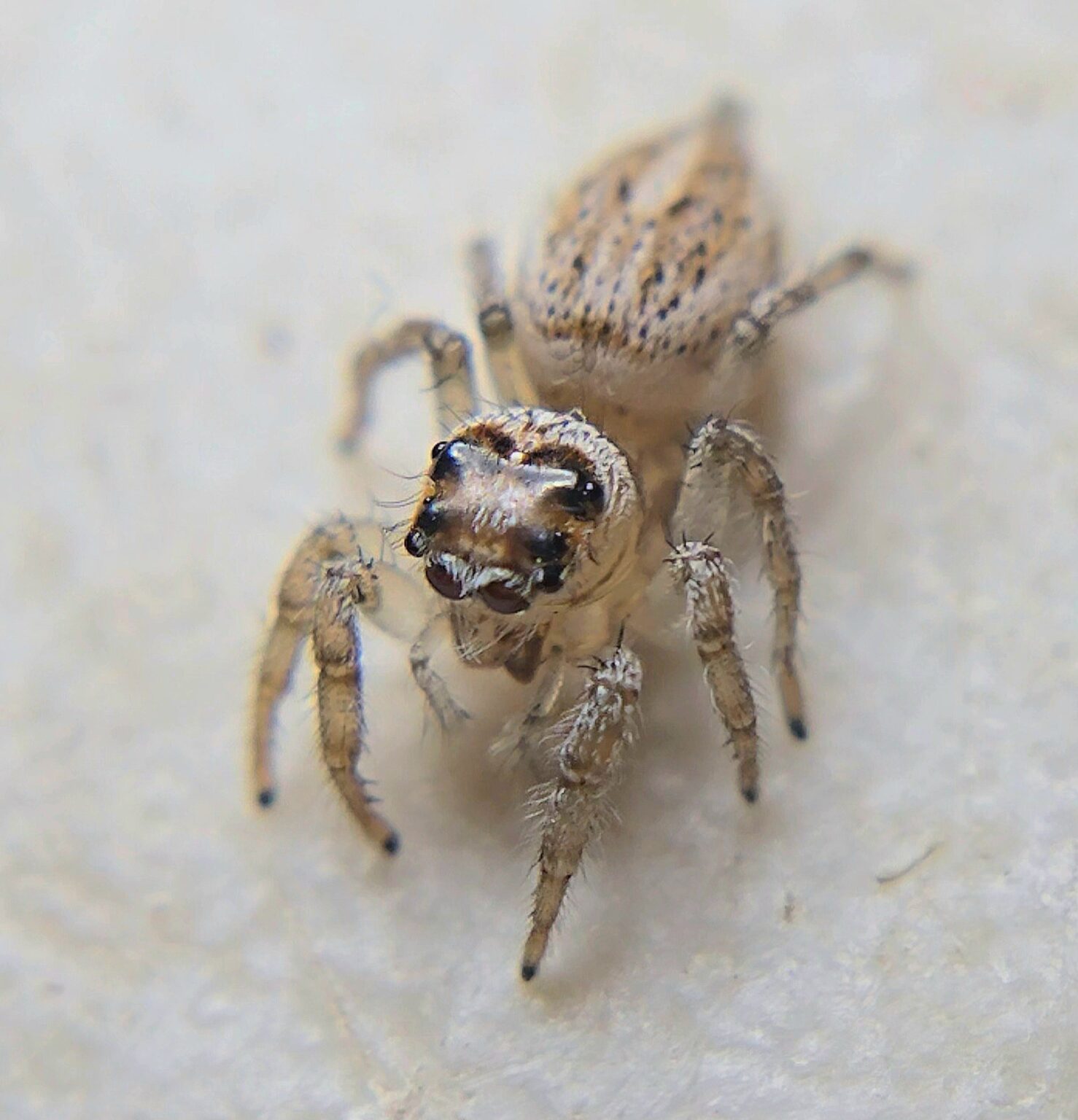 Colonus Jumping Spider - Bugs In Cyberspace